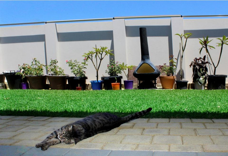 Unlock the Secrets to a Cat-Proof Yard: Keep Your Feline Safe with Osc ...