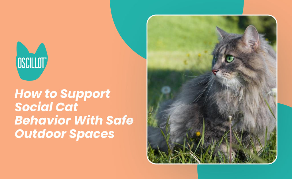 How to Support Social Cat Behavior With Safe Outdoor Spaces – Cat-Proof ...