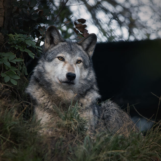 Dog-Proof Fence Kits – Cat-Proof Fence Rollers | Oscillot® North America