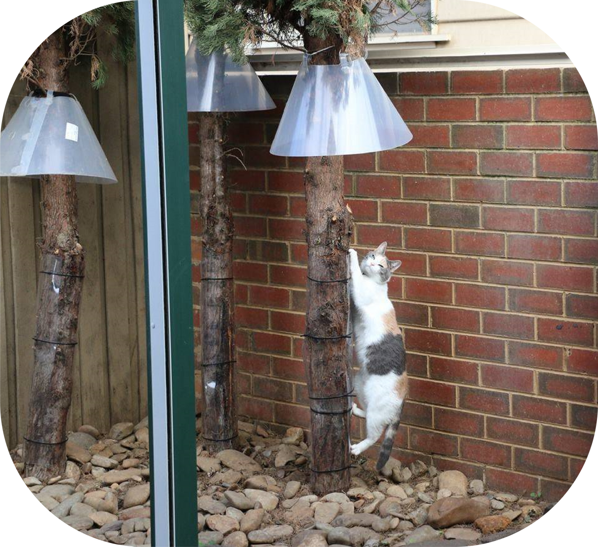 Cat-Proof Tree Guard – Cat-Proof Fence Rollers | Oscillot® North America